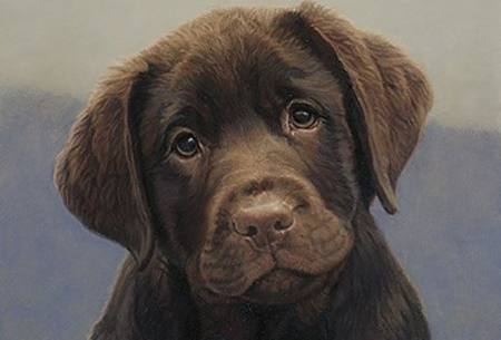 Charlie the Chocolate Lab listed as questionable for Puppy Bowl VII ...