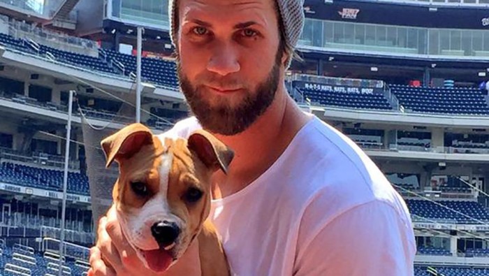 Bryce Harper names new dog ‘Guaranteed Rate’ | The Heckler